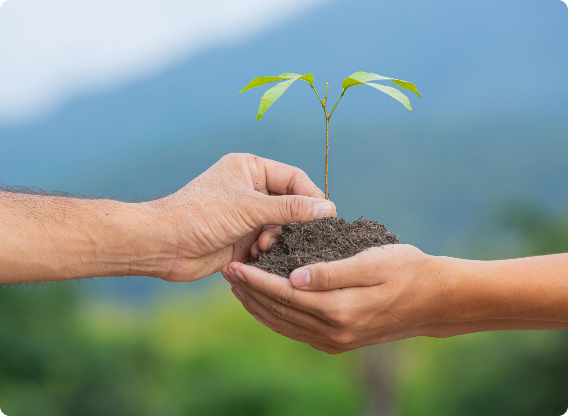 5 Reasons Why Fertilizers are Key for Transforming Agriculture | Miihir ...